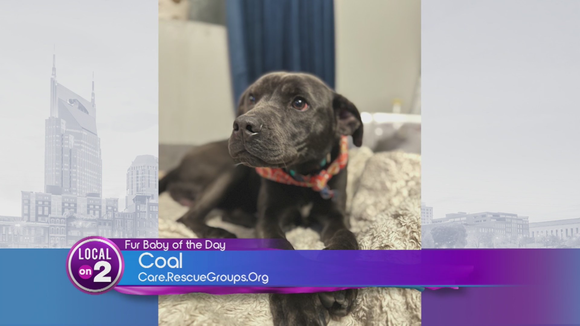 Fur Baby of the Day: Coal – WKRN News 2