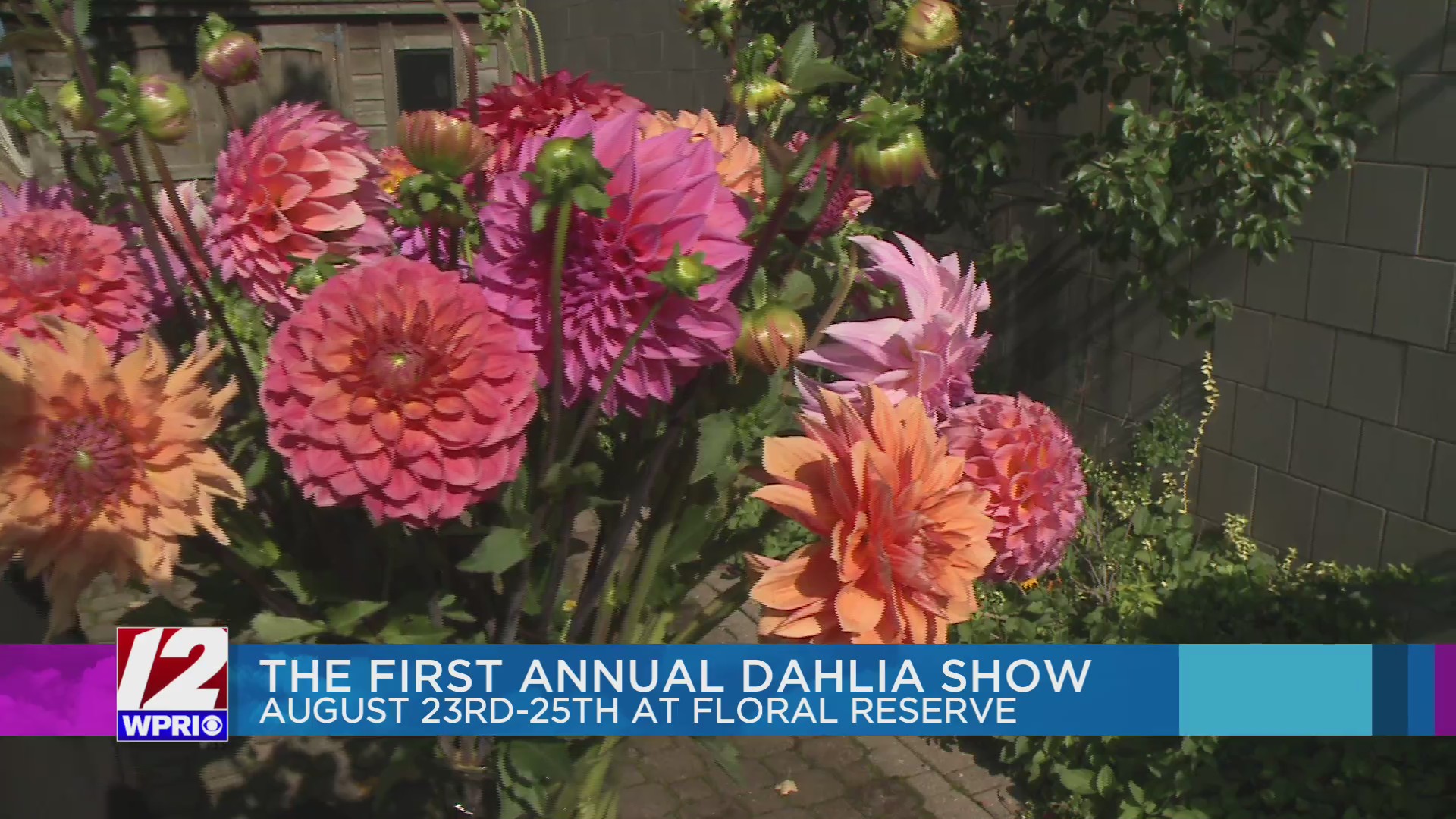 Flowers by Semia shares about their first ever Dahlia Flower Show ...