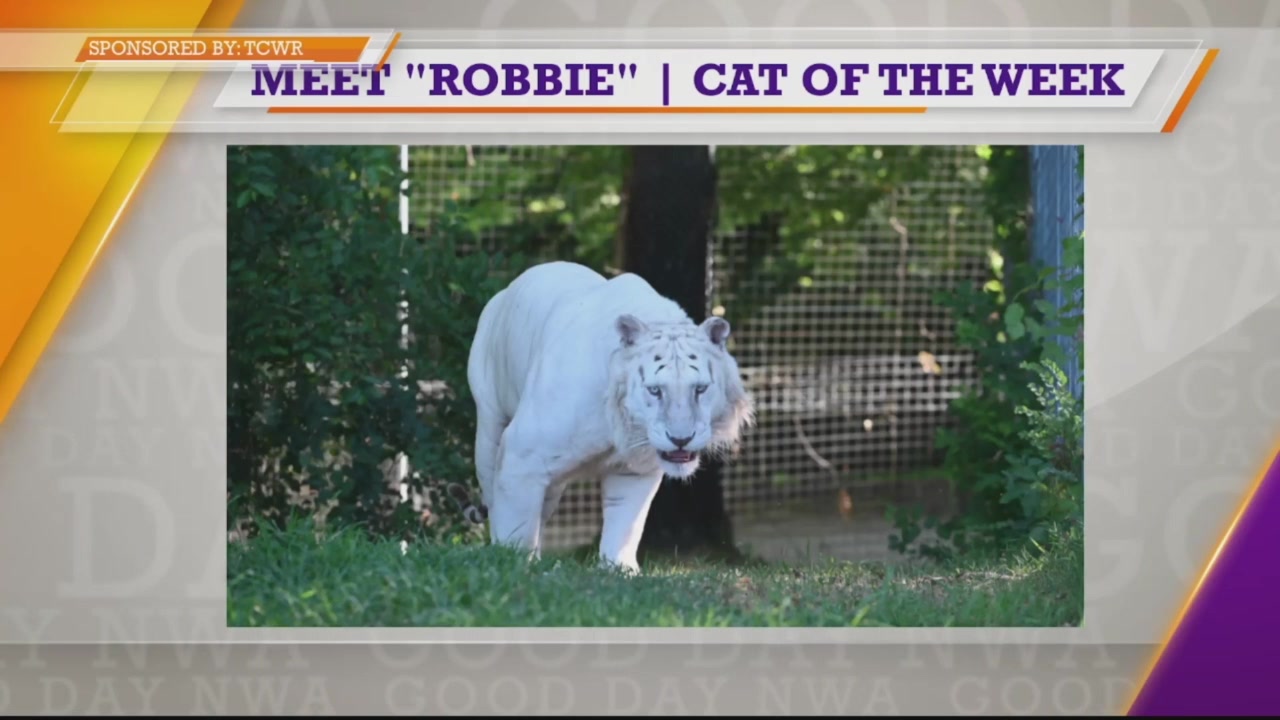 Meet “Robbie” – Cat of the Week – KNWA FOX24