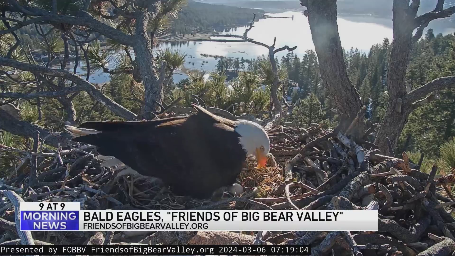 An update on the Big Bear Lake eagle’s nest – WGN-TV