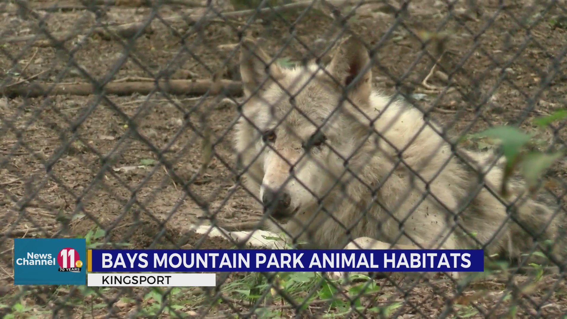 Bays Mountain Park & Planetarium gives up-close look at native wildlife ...
