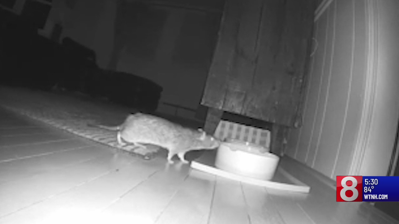 Rats invading West Hartford homes, streets – WTNH.com