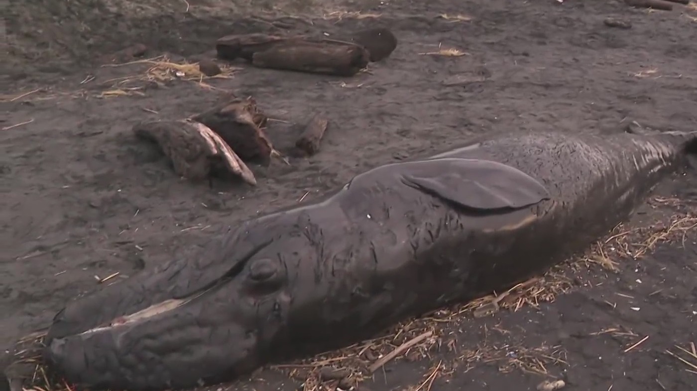 What’s next for the decomposing whales on the Oregon Coast? It depends ...
