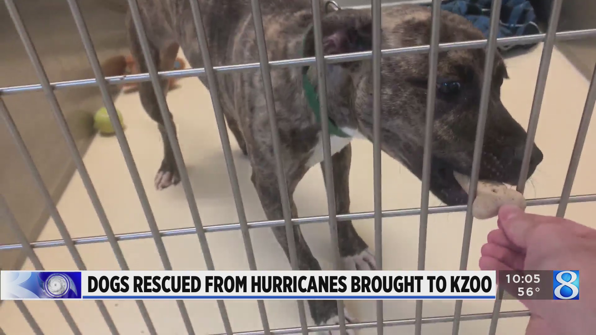 After hurricanes, rescued dogs from Puerto Rico, Florida brought to ...