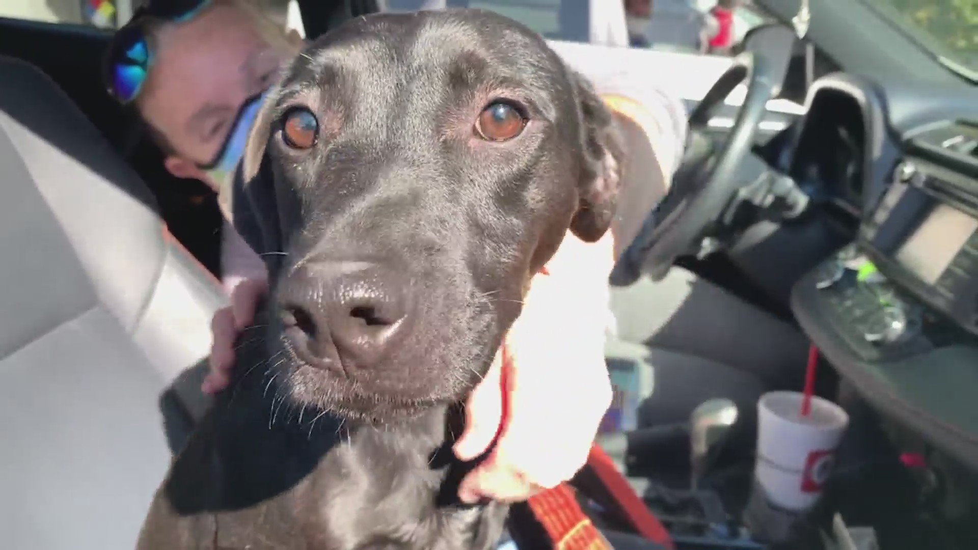 Inflation hits animal owners as cost of going to the vet rises – FOX 4 ...