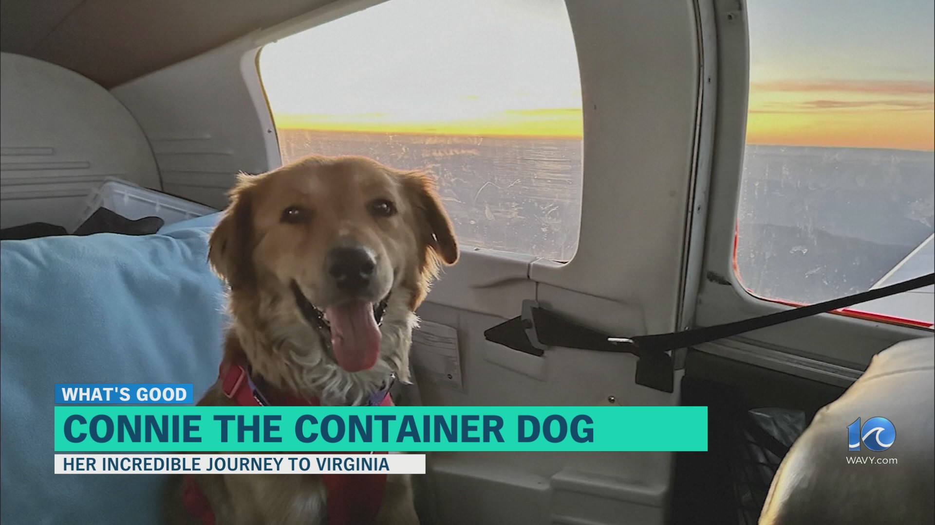Connie the Container Dog – WAVY.com