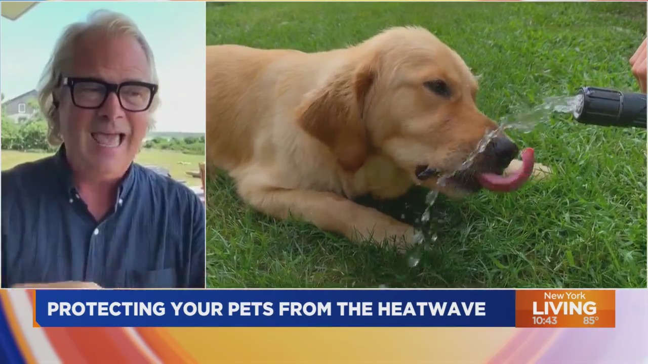 Protecting your pets from the heatwave – PIX11