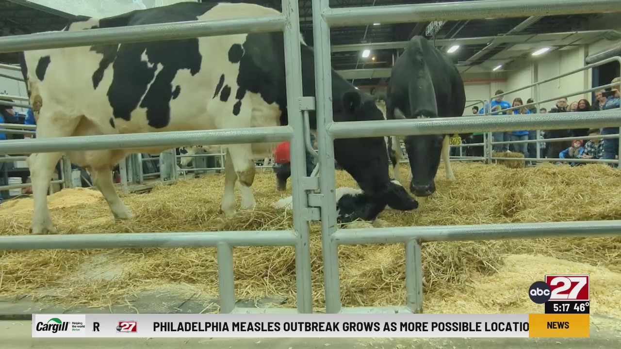 Calving Corner at the PA Farm Show – ABC27
