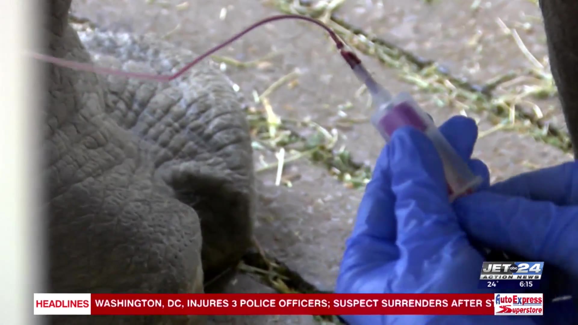 Wild Stuff: Drawing rhino blood at the Erie Zoo – WJET/WFXP/YourErie.com