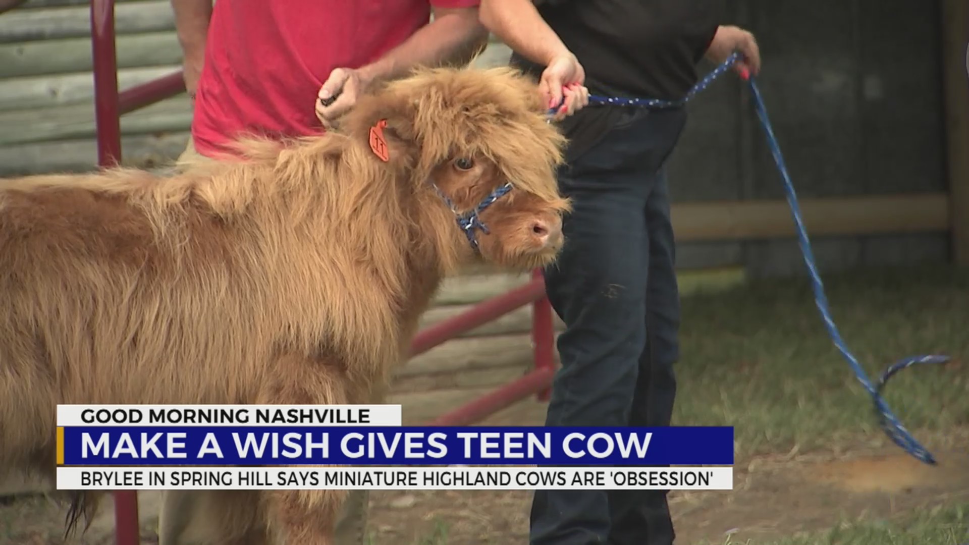 Make-A-Wish gifts Spring Hill teen miniature cow – WKRN News 2