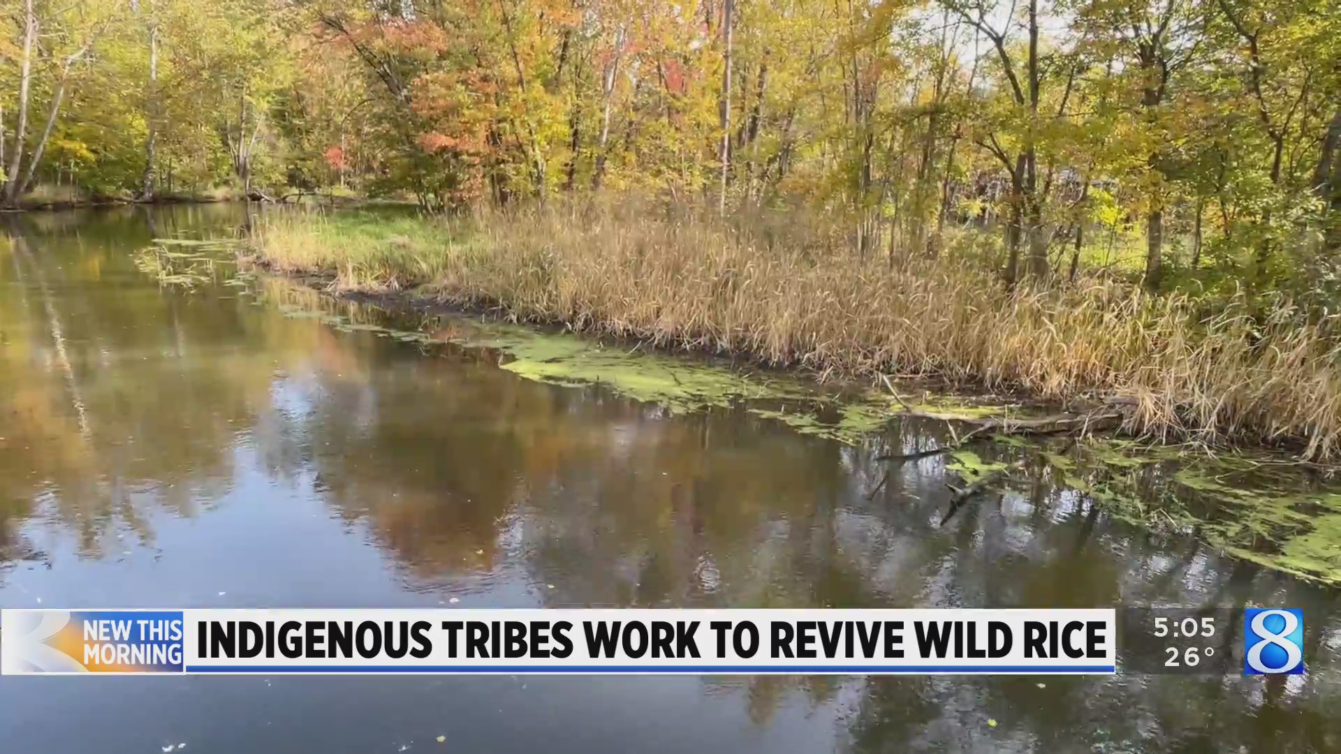 Keeping a tradition alive: Michigan tribes work to restore wild rice ...