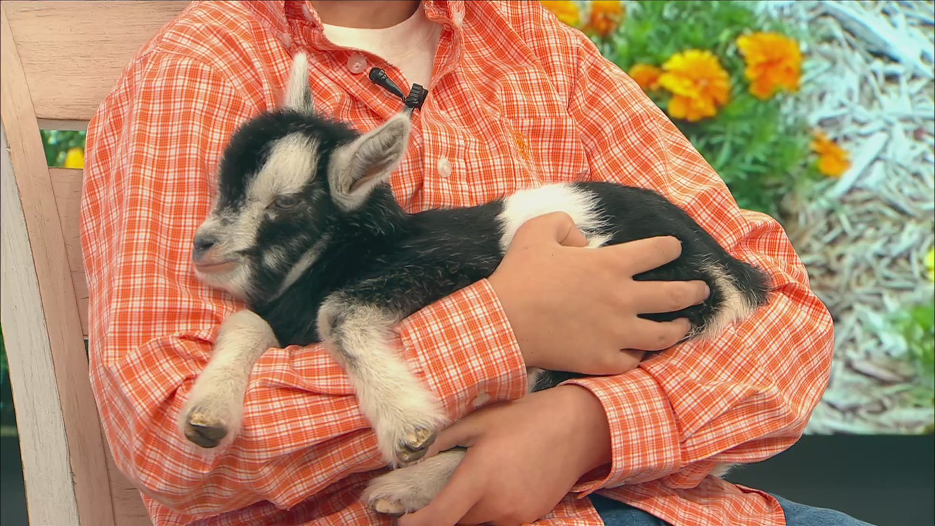 Caleb Greek and his goats – KSNF/KODE | FourStatesHomepage.com