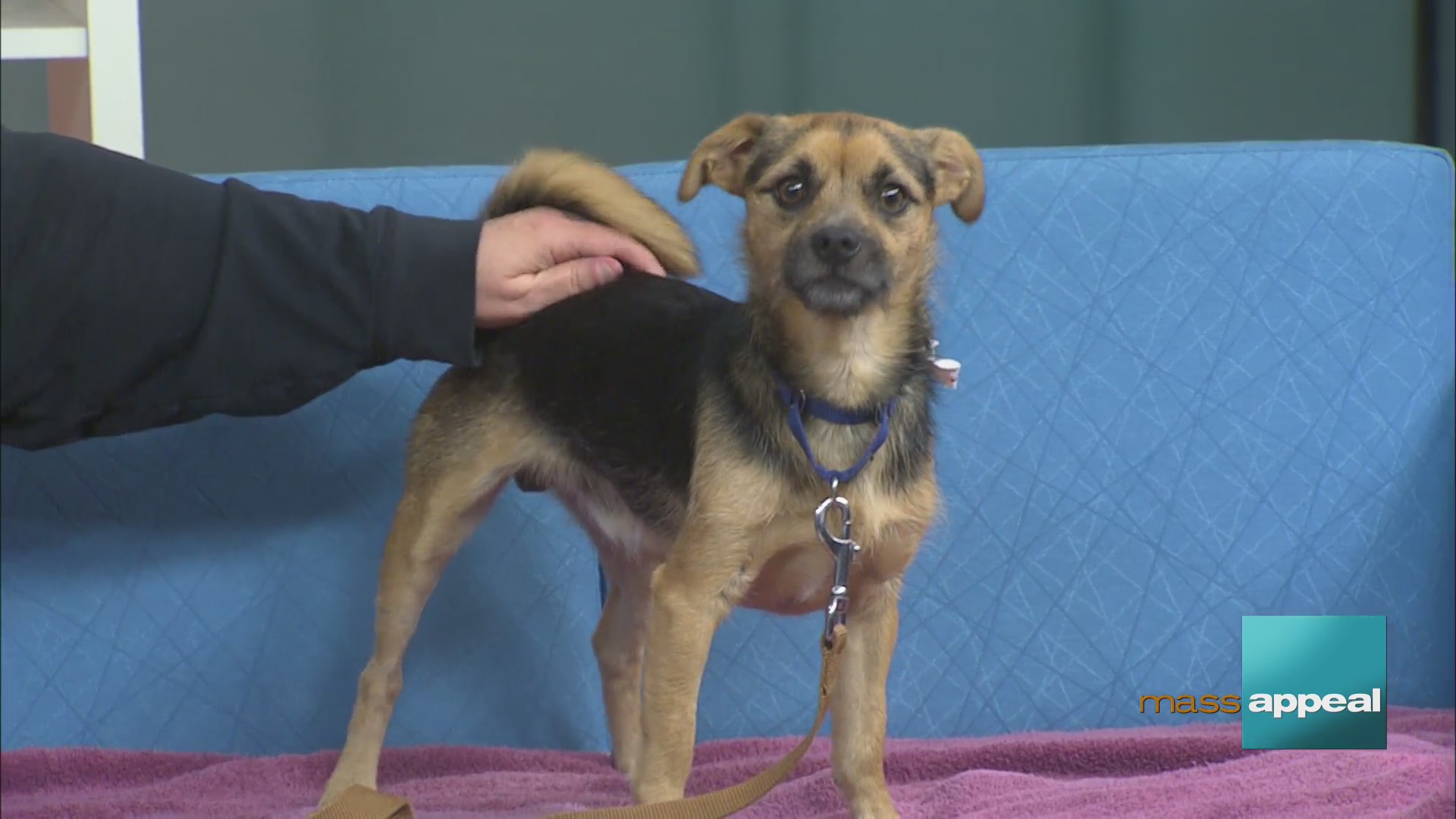 Mass Appeal Pet of the Week: Meet Loki! – WWLP