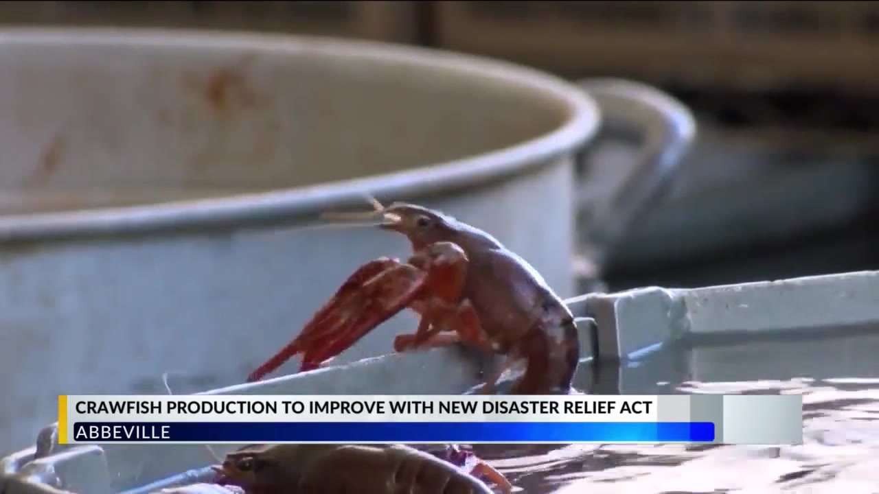 Crawfish production to possibly improve because of new disaster relief ...