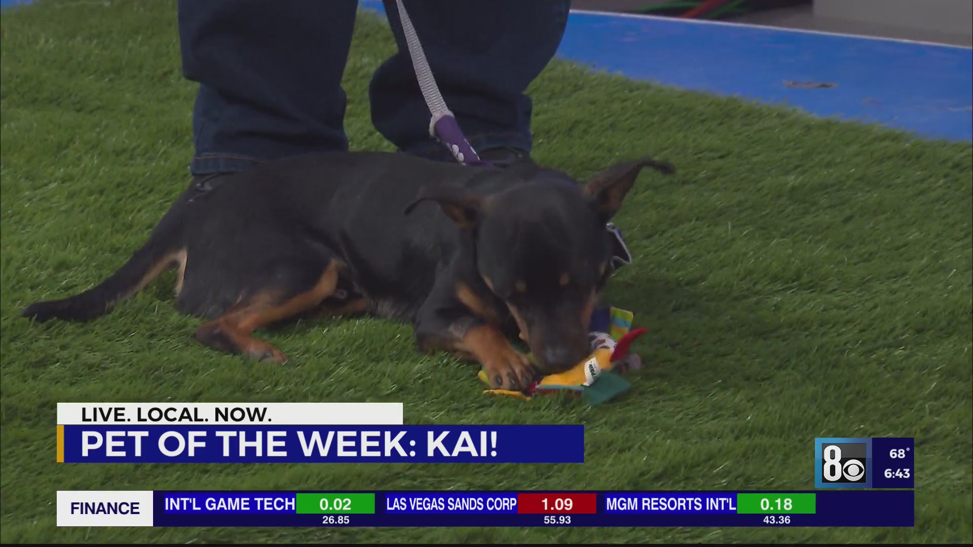 Pet of the Week: Kai – KLAS