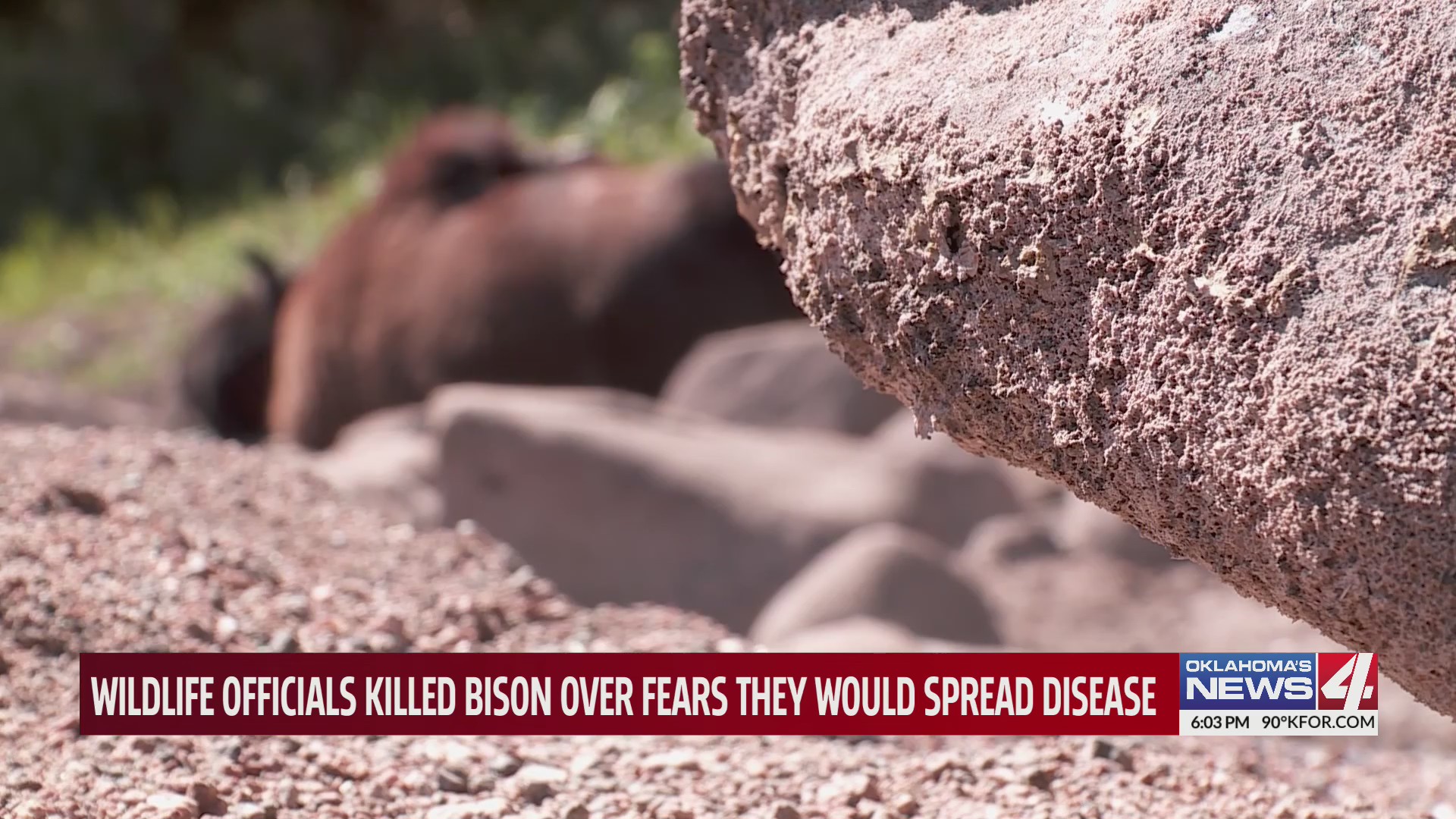 Wildlife officials killed bison over fears they would spread disease ...