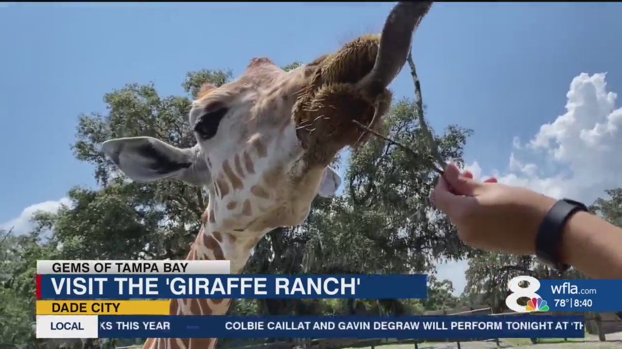 Check out this gem of Tampa Bay: Giraffe Ranch in Pasco County – WFLA