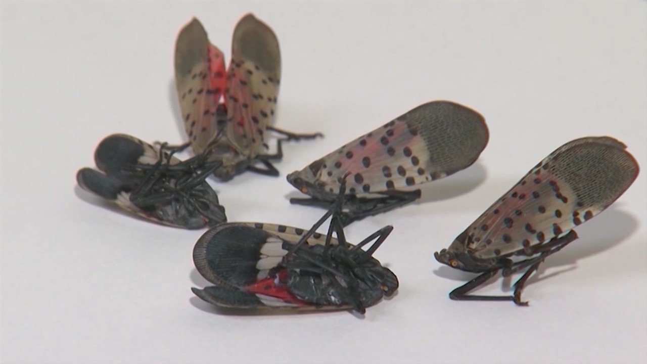 spotted lantern fly – ABC27