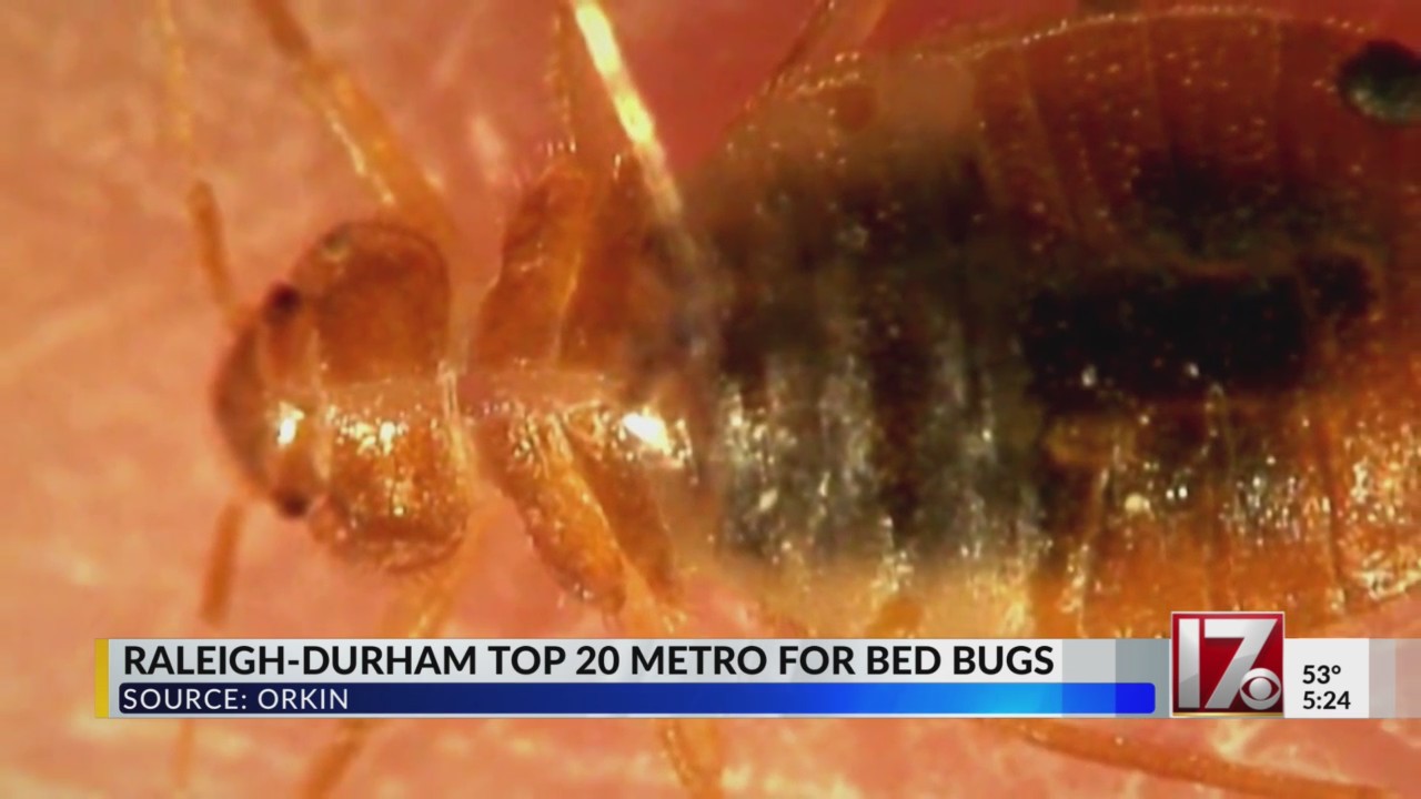 Itch alert: Raleigh makes list for bed bug cities – CBS17.com