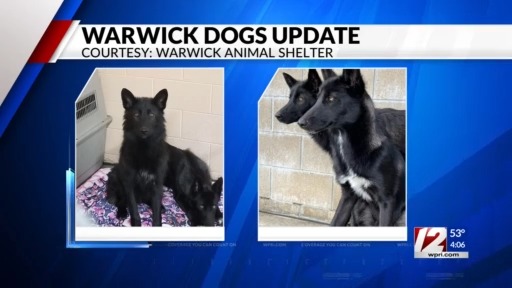 Warwick dogs mistaken for coyotes getting a new home – WPRI.com