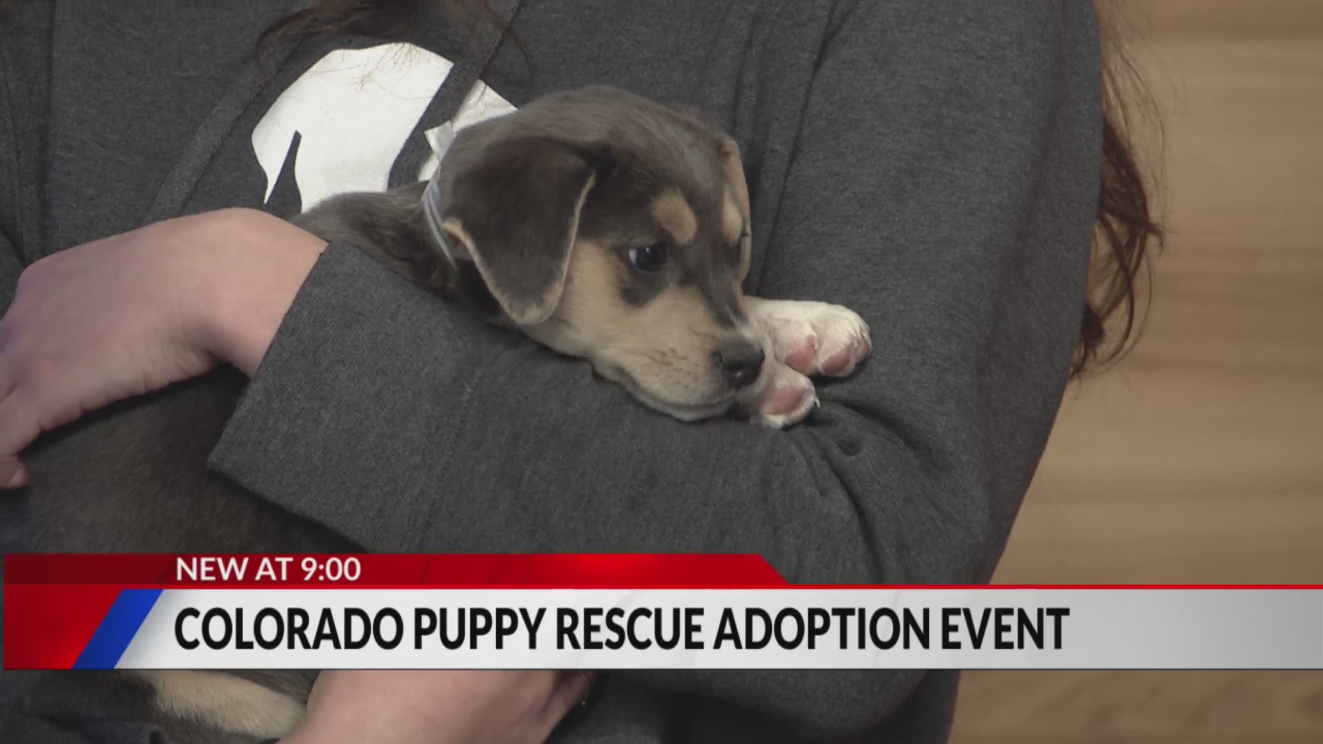 Colorado Puppy Rescue – FOX31 Denver
