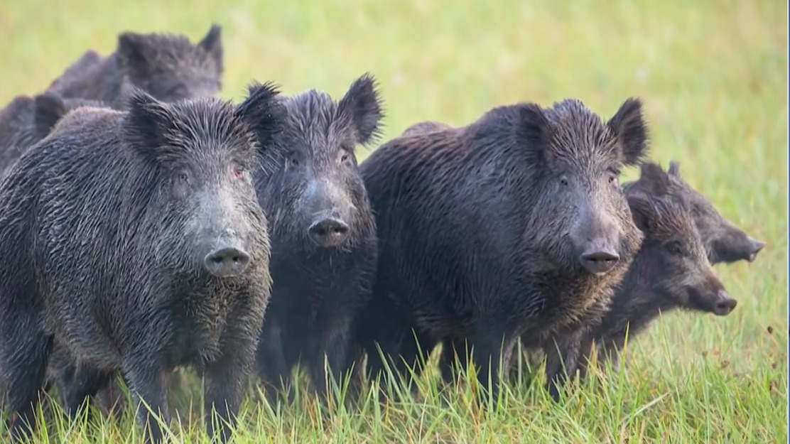Feral pig invasion | NewsNation Now – NewsNation