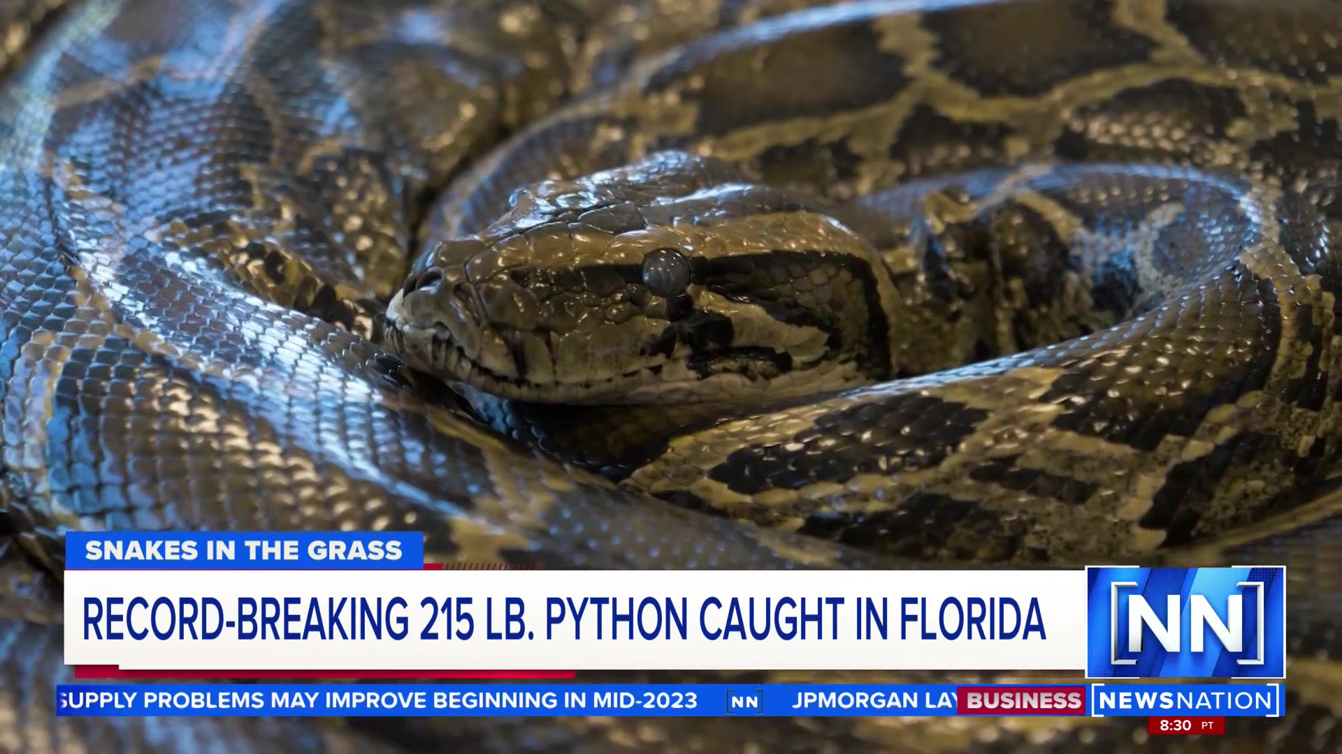 Massive Python caught in Florida | NewsNation – NewsNation