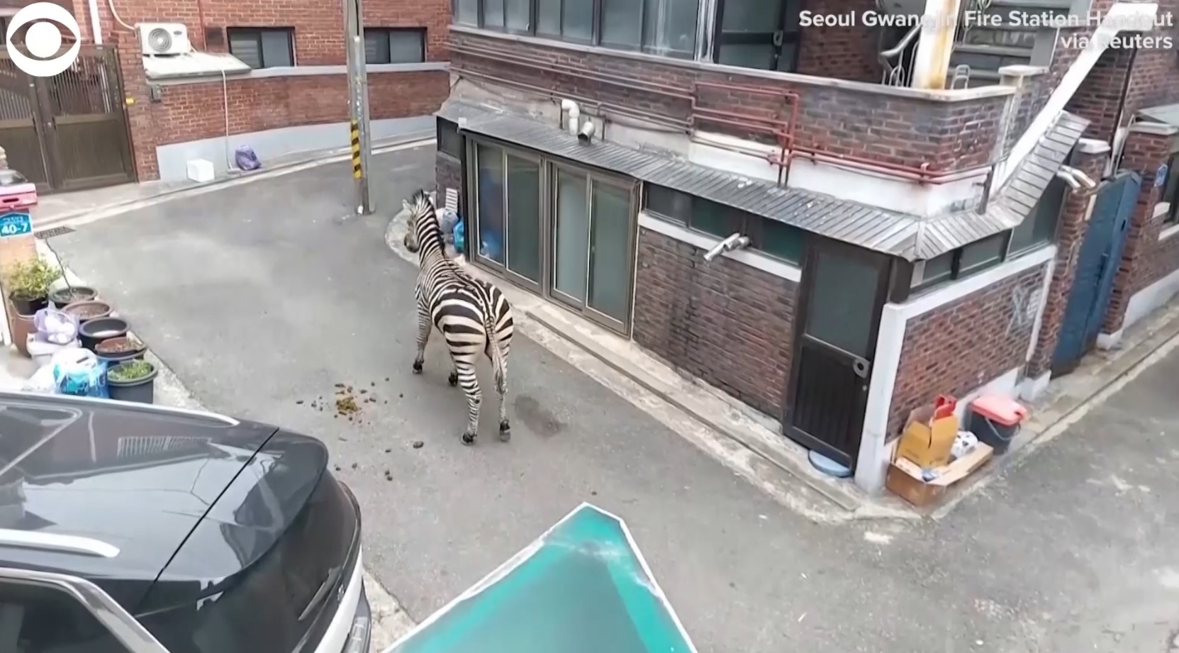 Zebra captured after escaping a zoo in South Korea – WNCT