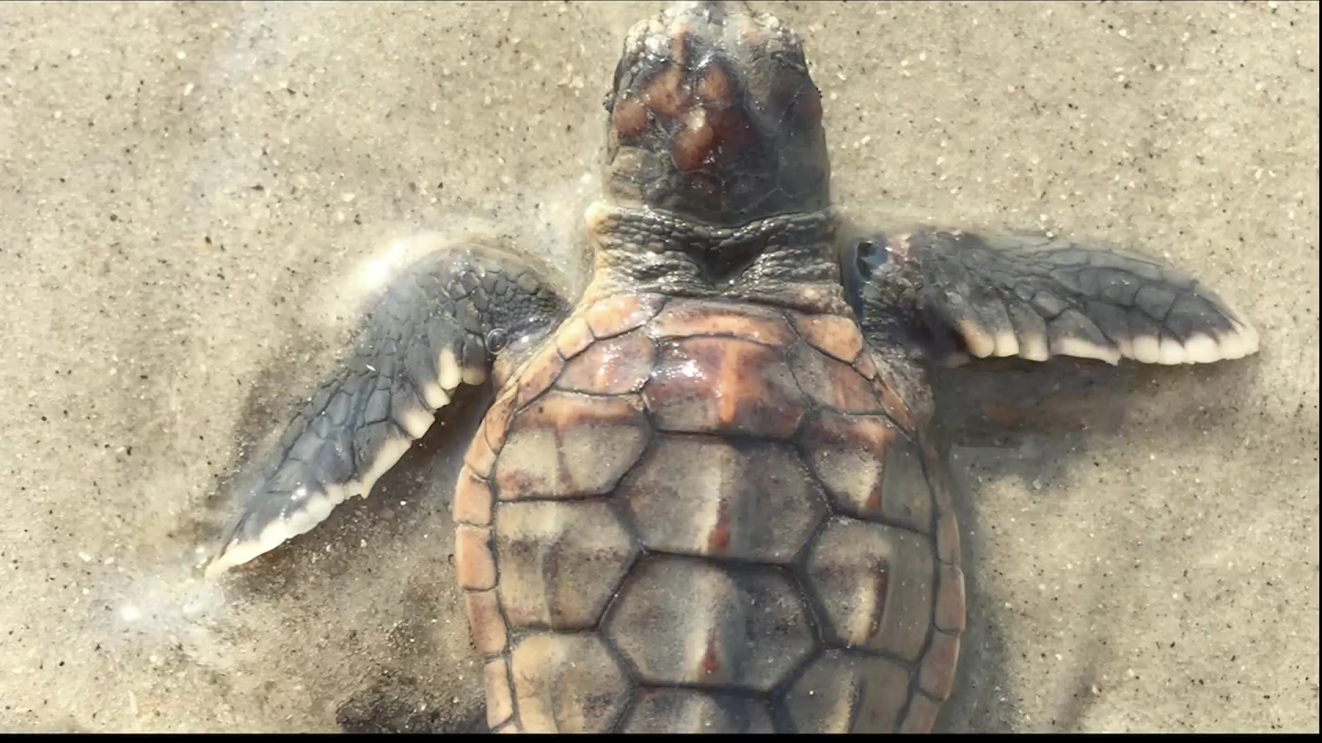 Kyra Jones Sea Turtle Llvosot Wsav Tv