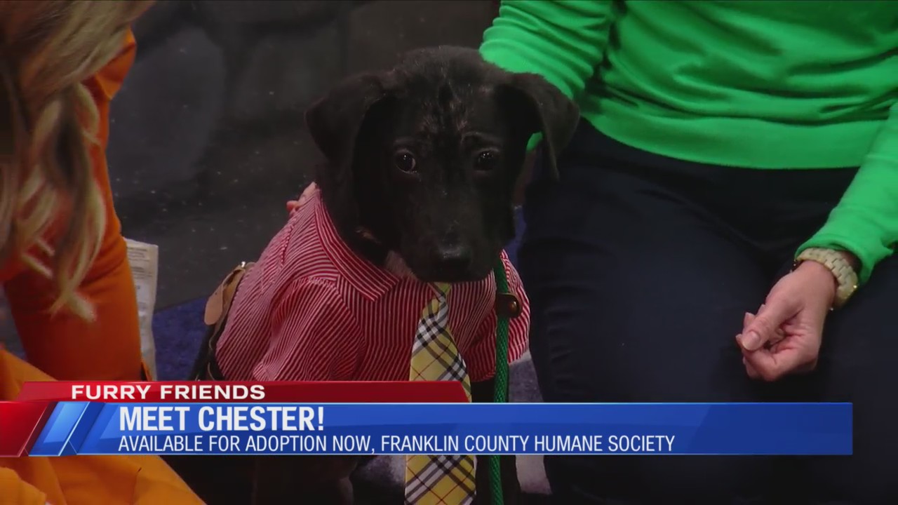 Furry Friends: Chester waiting for forever home at Franklin Co. Humane ...