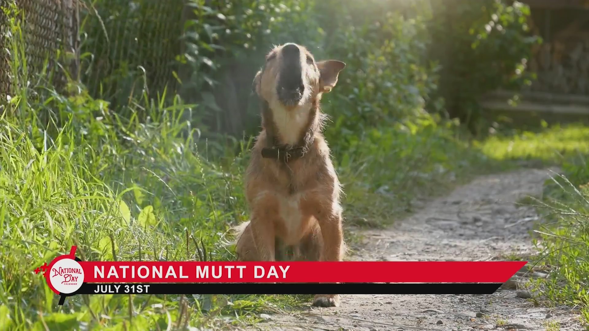 NATIONAL DAY CALENDAR: National Mutt Day – KX NEWS