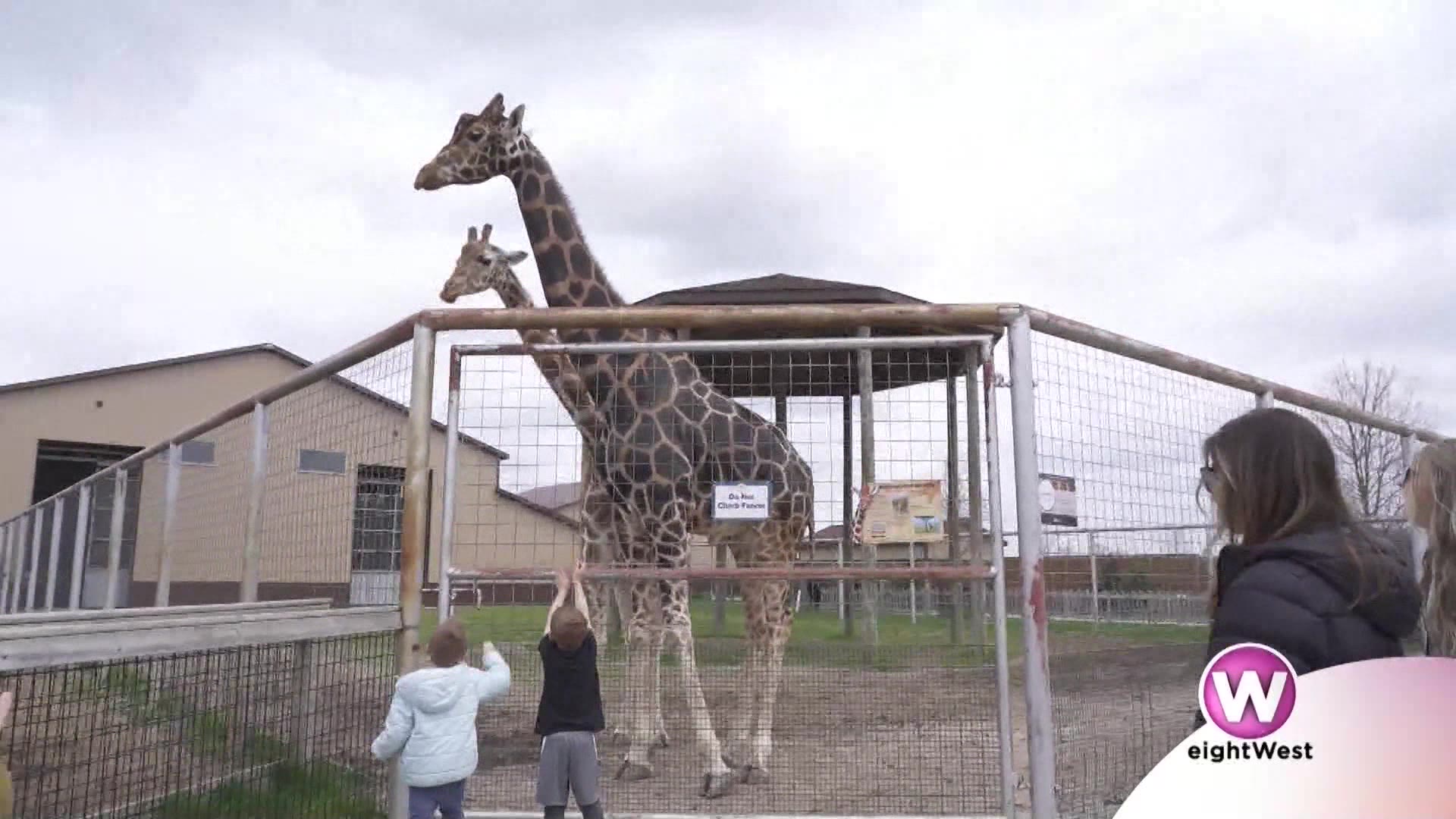 Boulder Ridge Wild Animal Park is open for the season – WOODTV.com