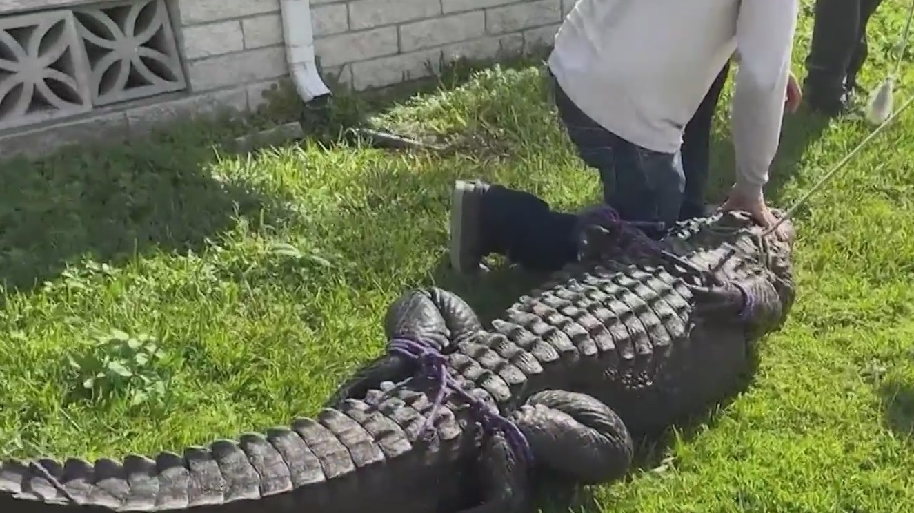 Alligator killed after human body pulled from Florida waterway ...