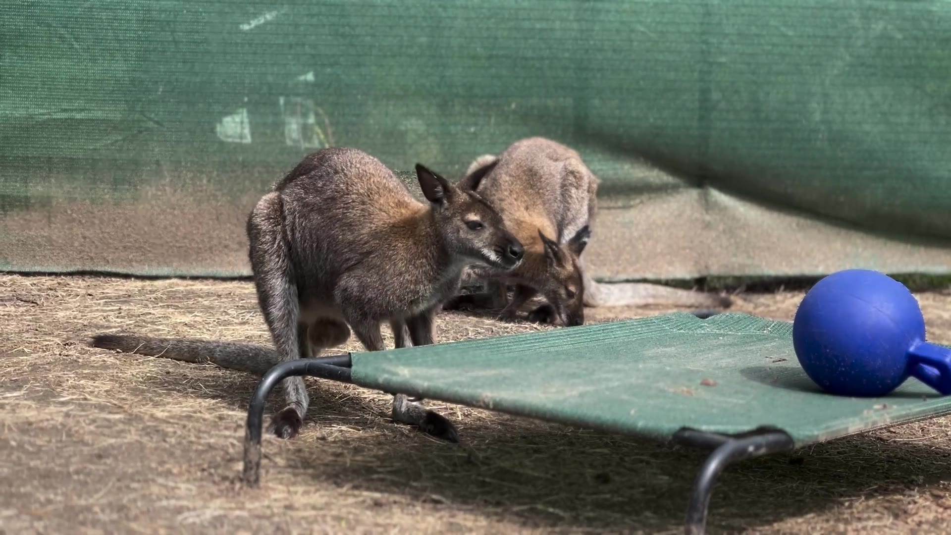 Wallabies at the Memphis Zoo – WREG.com
