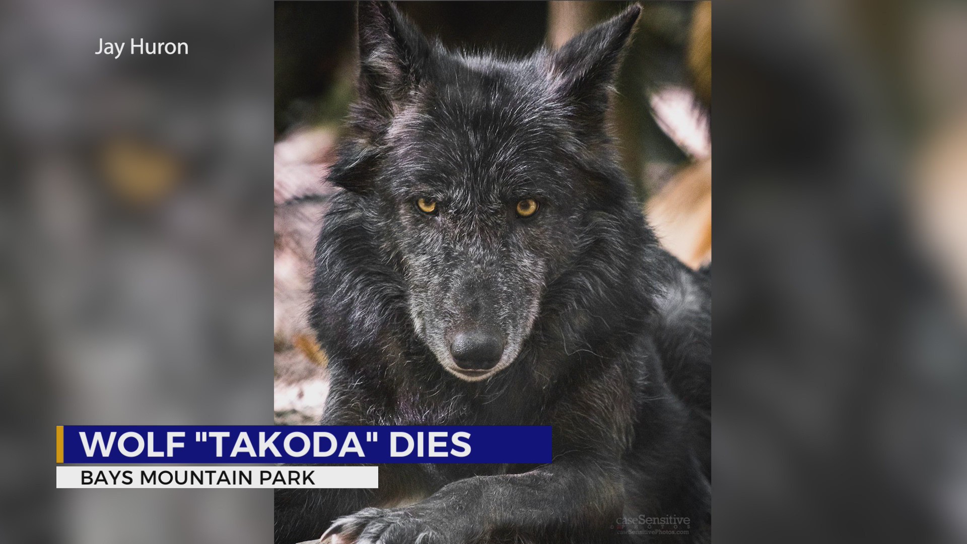 Bays Mountain wolf Takoda euthanized after injury and infection – WJHL ...