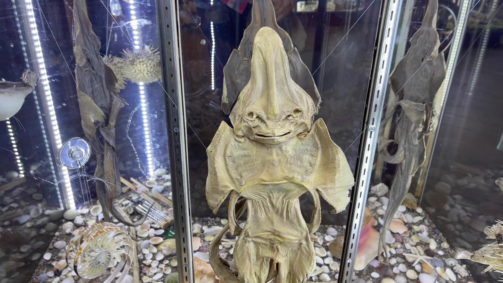 Chicago Scene at the Insect Asylum Museum – WGN-TV