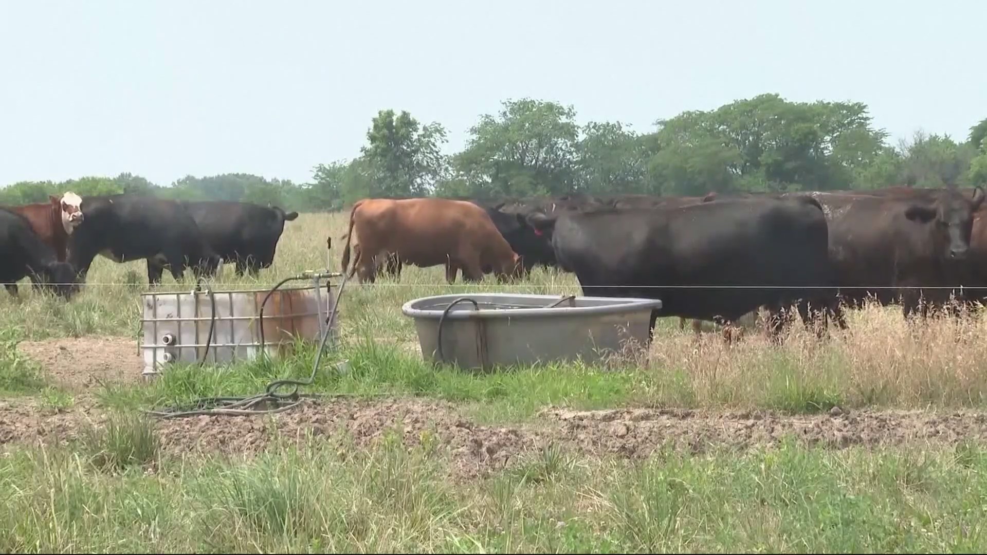 Iowa cattle farmers help supply record amount of beef despite lowest ...