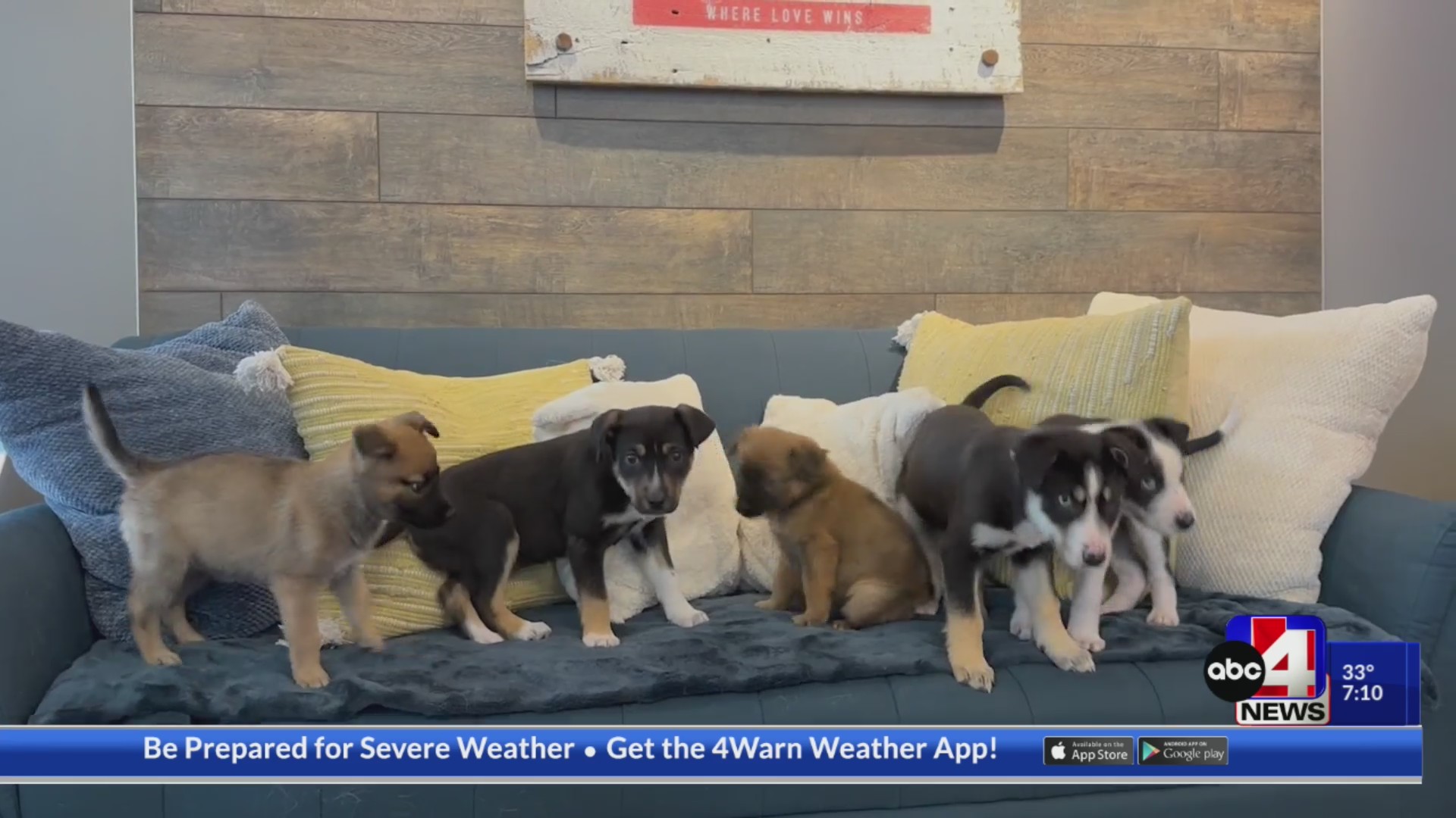 Meet the ‘athletes’ for ABC4’s 2024 Good Things Utah Pup Bowl – ABC4 Utah