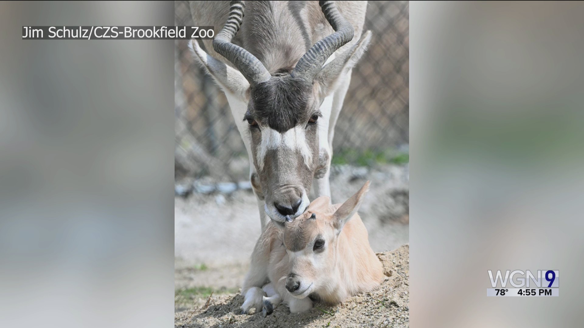 Brookfield Zoo welcomes birth of rare addax – WGN-TV