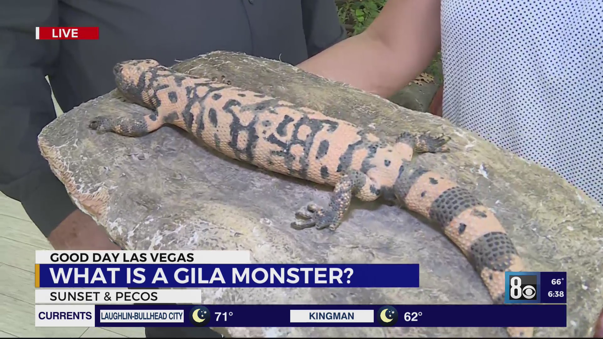 Backstory on VGK mascot ‘Chance’ – KLAS