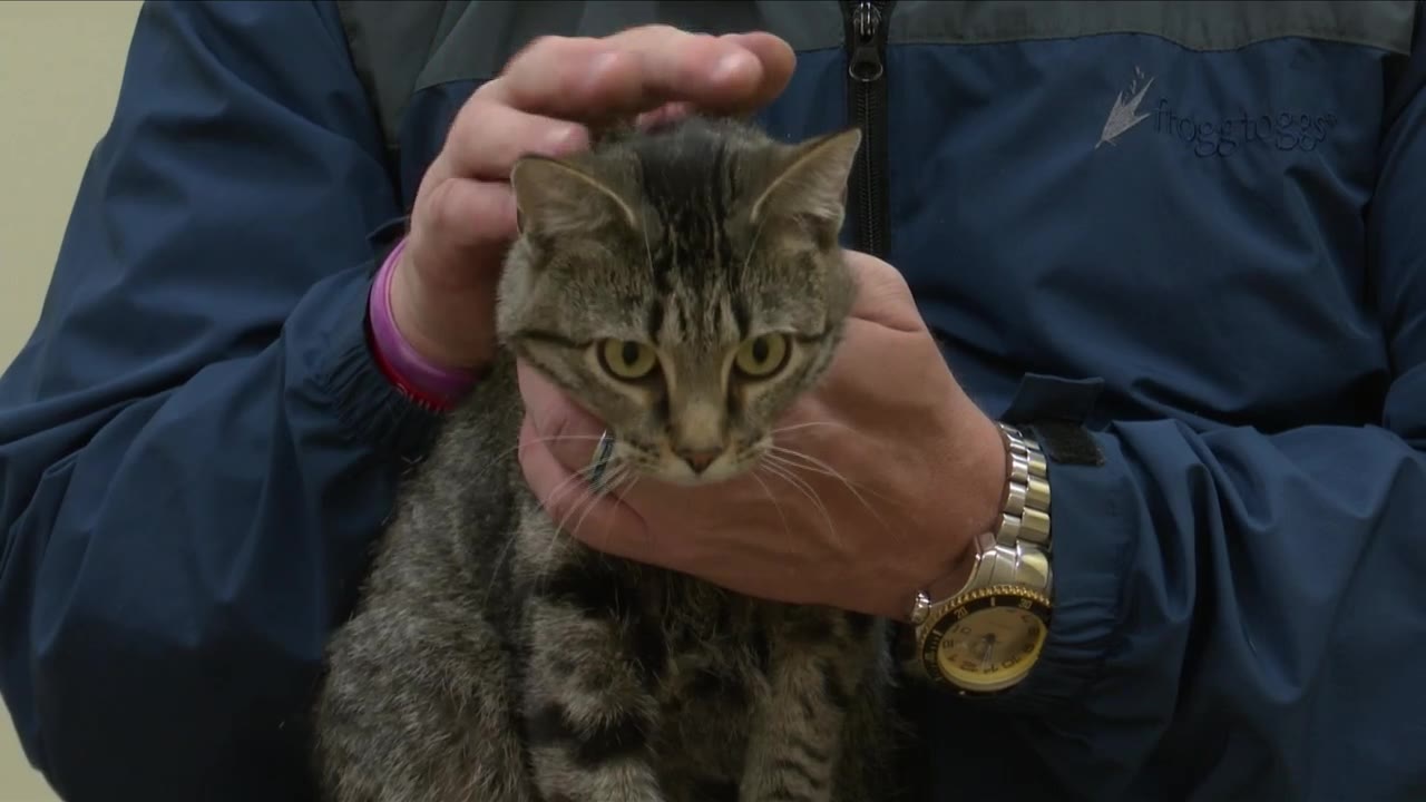 Furrever Friends Friday 10/21/22 Part 2 – CIProud.com