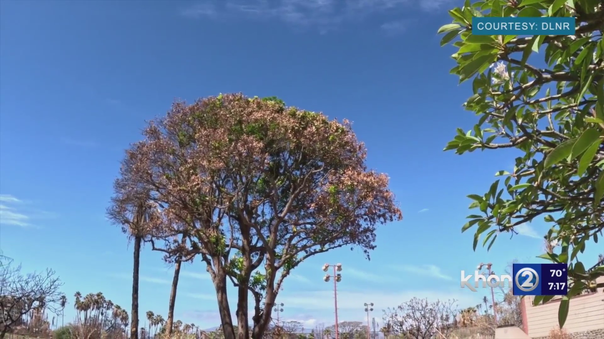 Lahaina banyan and ulu trees sprouting new leaves – KHON2