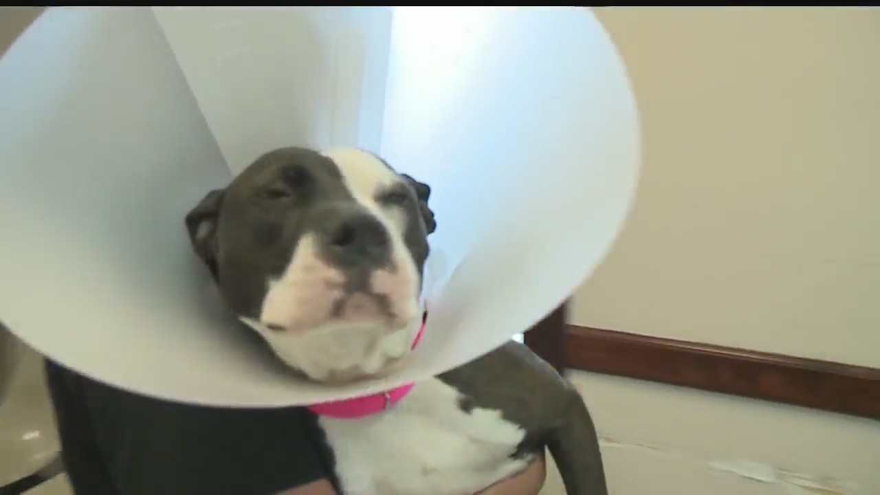 Mechelle Kelly charged in Youngstown dog-dragging incident – WKBN.com