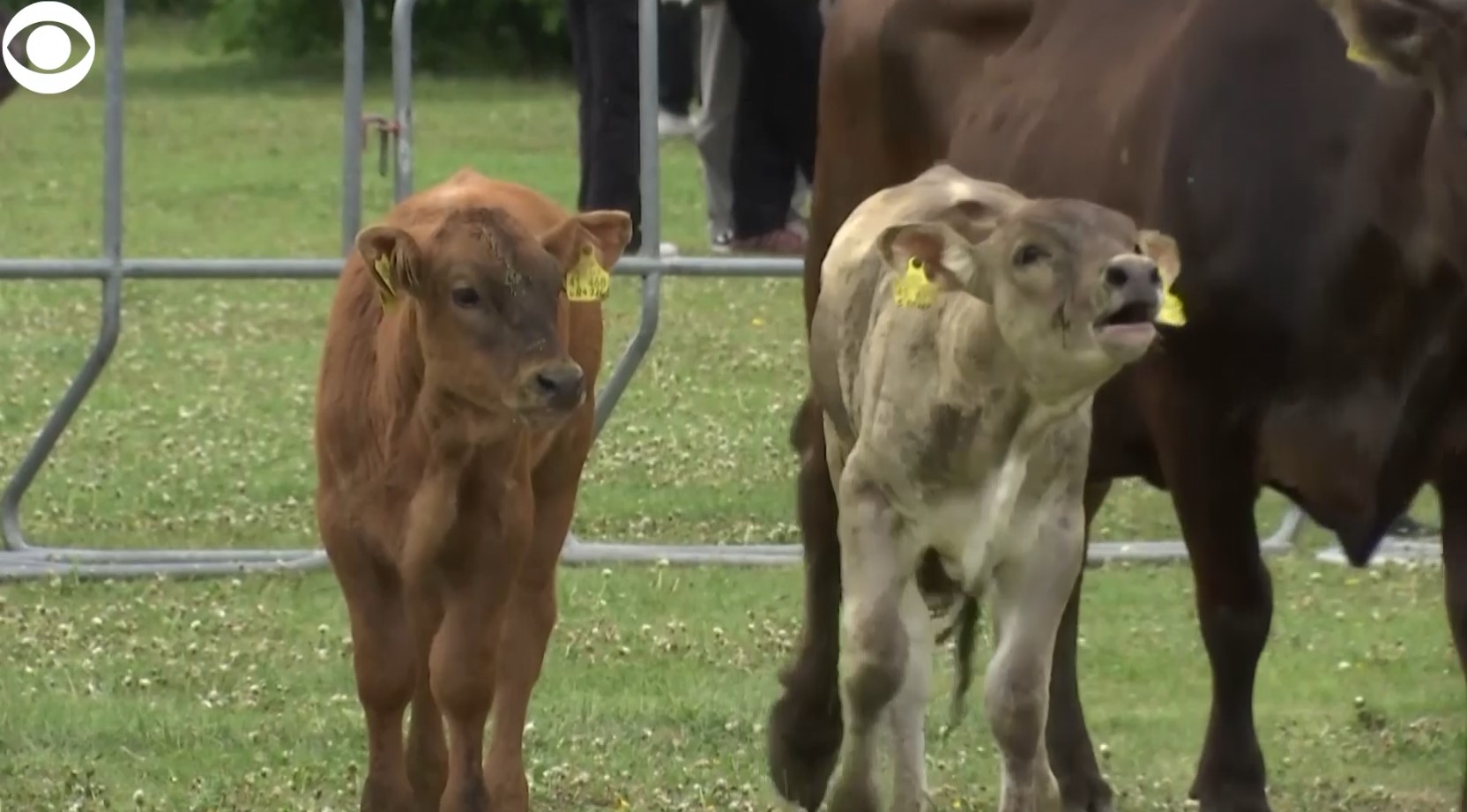 Cows protest outside German government building – WNCT