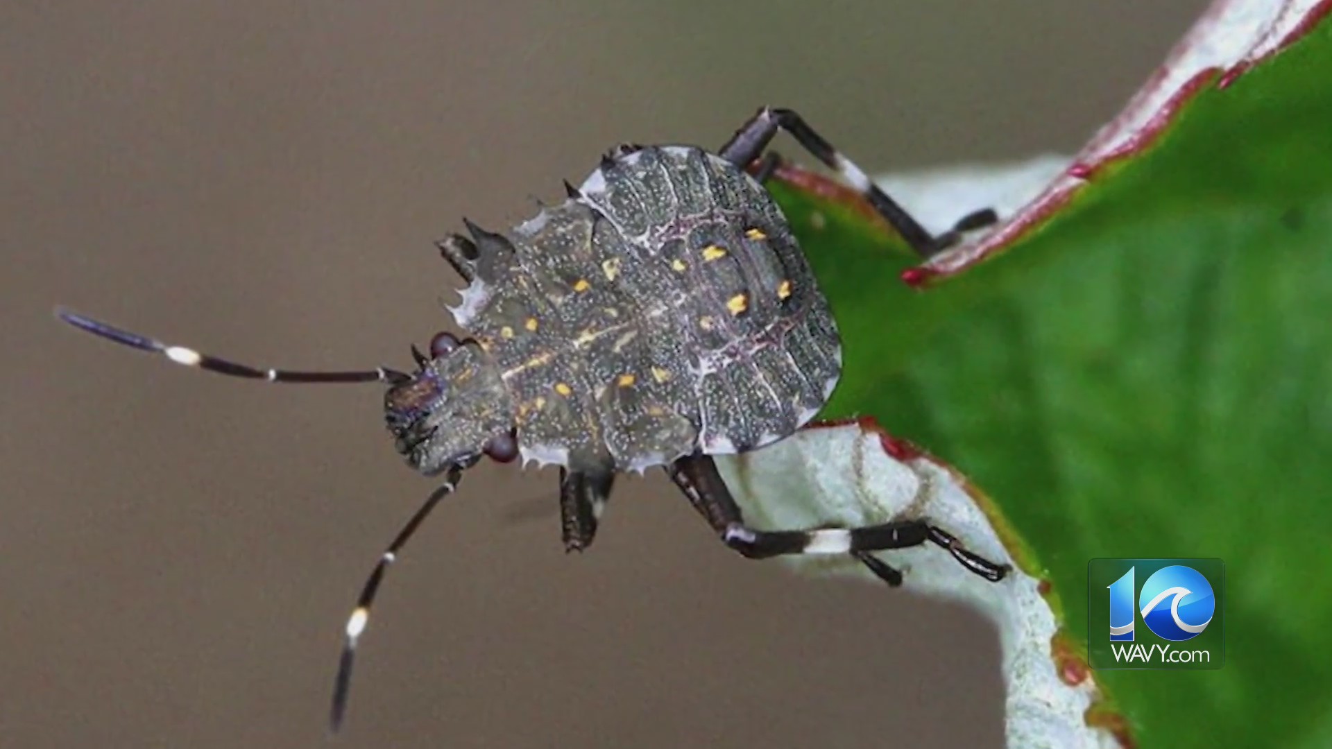 Stink bugs have returned to region – WAVY.com