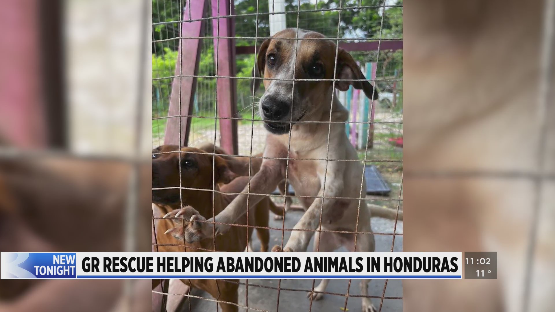 GR group rescues dogs that were allegedly abandoned in Honduras ...