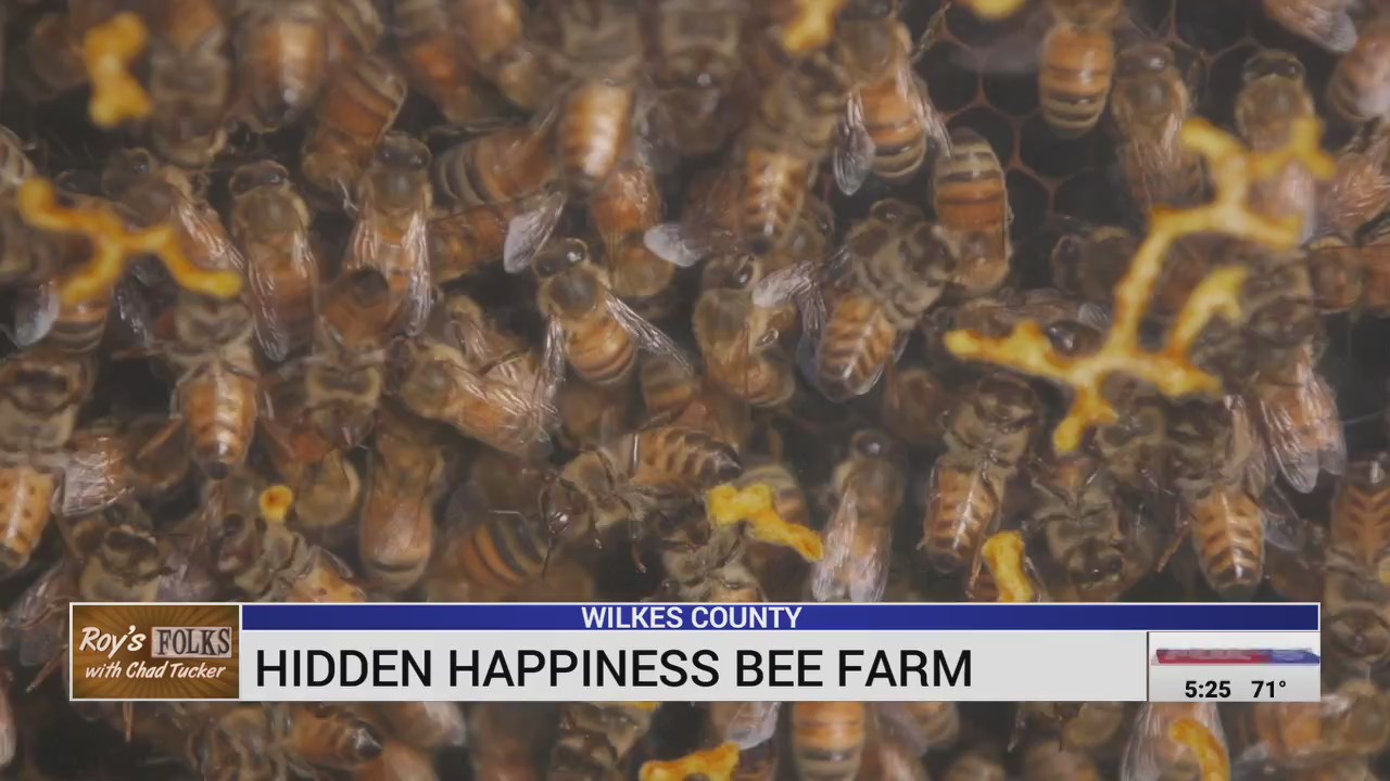 Roy’s Folks: Hidden Happiness Bee Farm in Wilkes County – FOX8 WGHP
