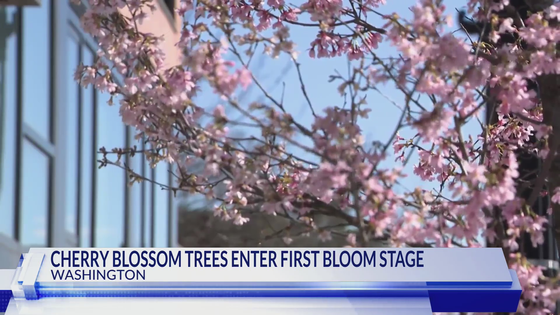 Cherry blossom trees enter first bloom stage – DC News Now | DC ...