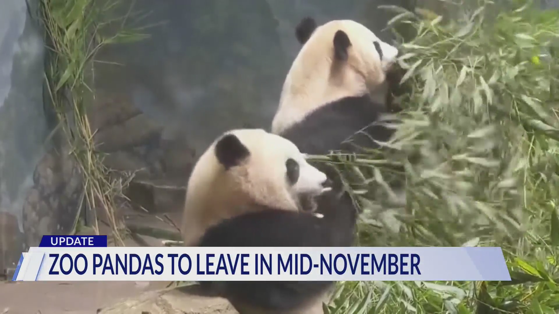 National Zoo’s giant pandas to leave in mid-November – DC News Now | DC ...