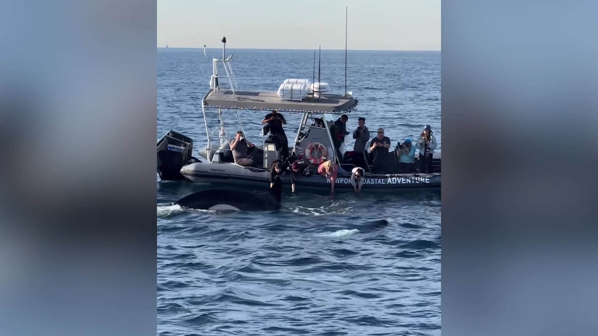 Pod of orcas spotted off SoCal coast – KTLA